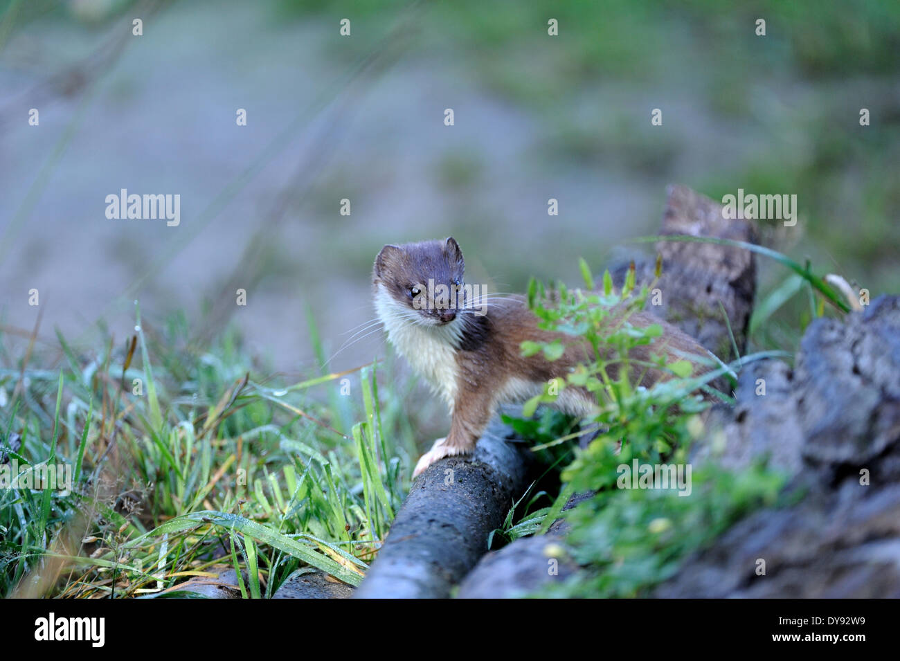 Ermine autumn big great weasel short tail weasel Mustela erminea ...