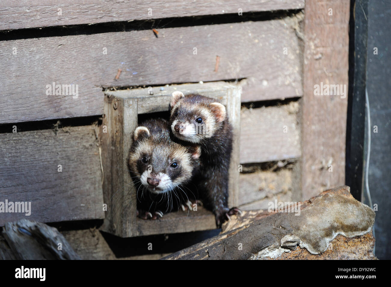 Polecat fitch mustelidae polecats European Polecat predator Nocturnal ...