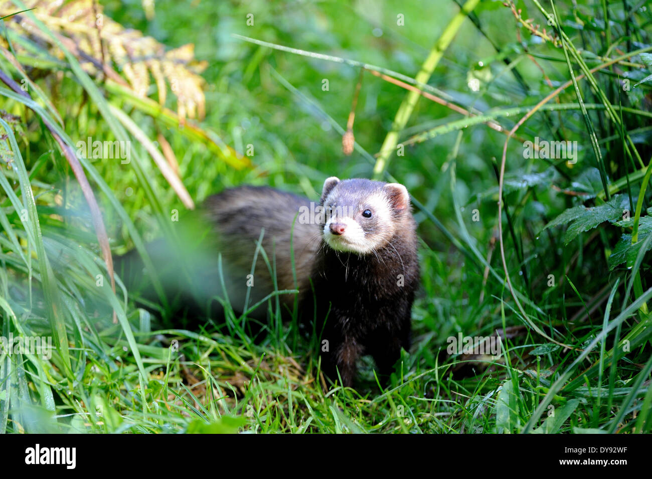 Polecat fitch mustelidae polecats European Polecat predator Nocturnal ...