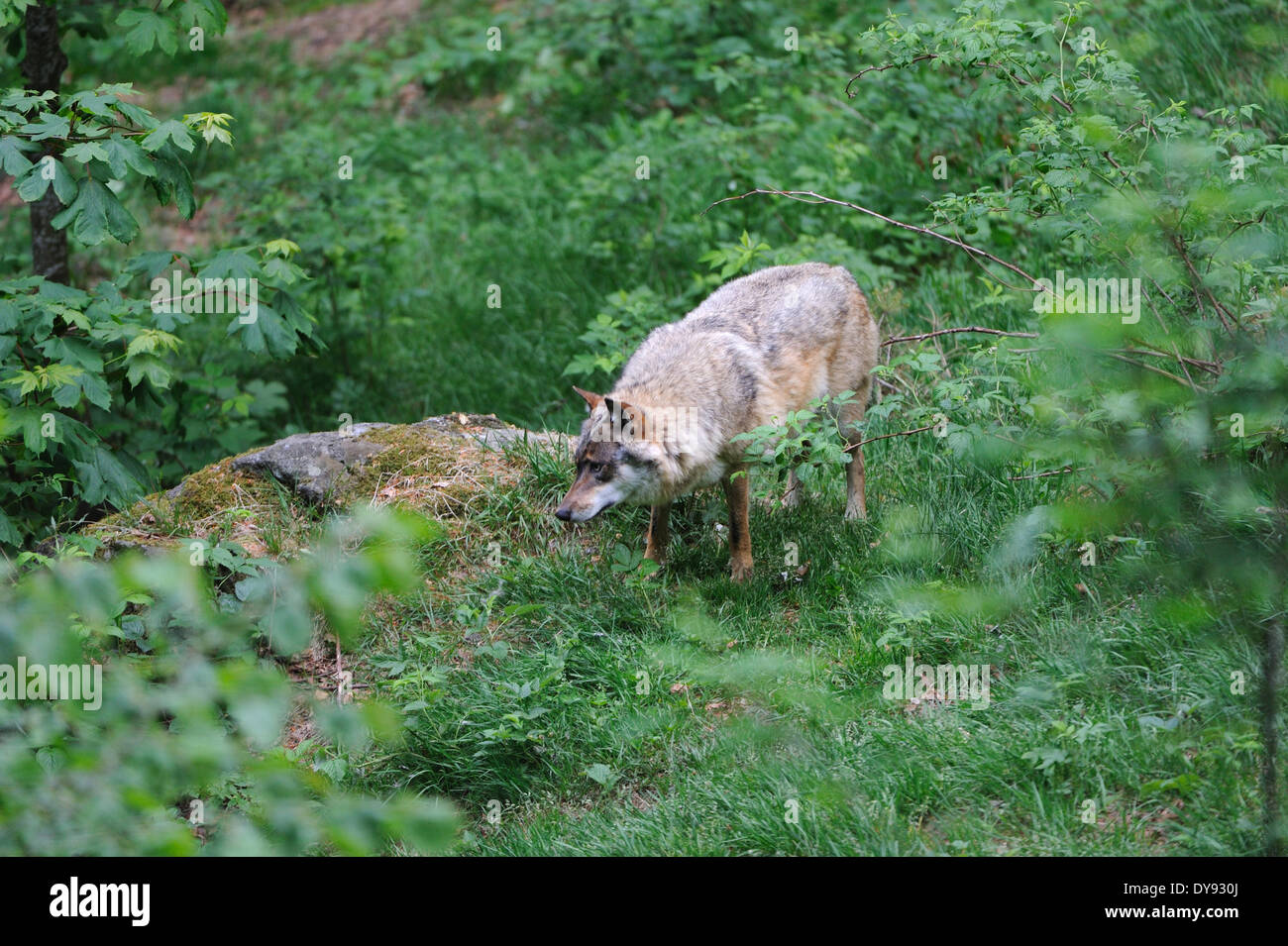 Canis lupus canids European Wolf gray wolf predators wolves predator ...