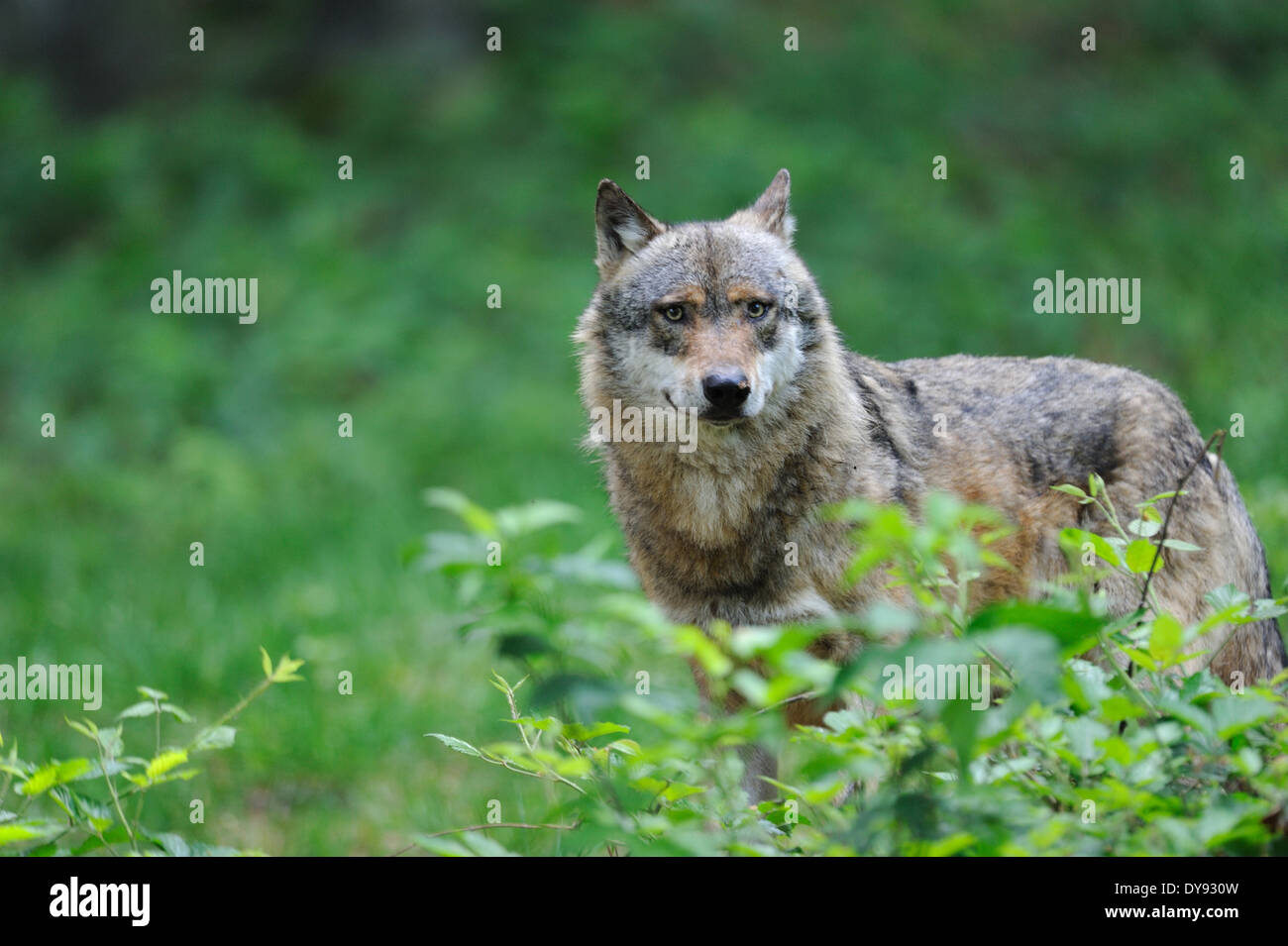 Canis lupus canids European Wolf gray wolf predators wolves predator ...