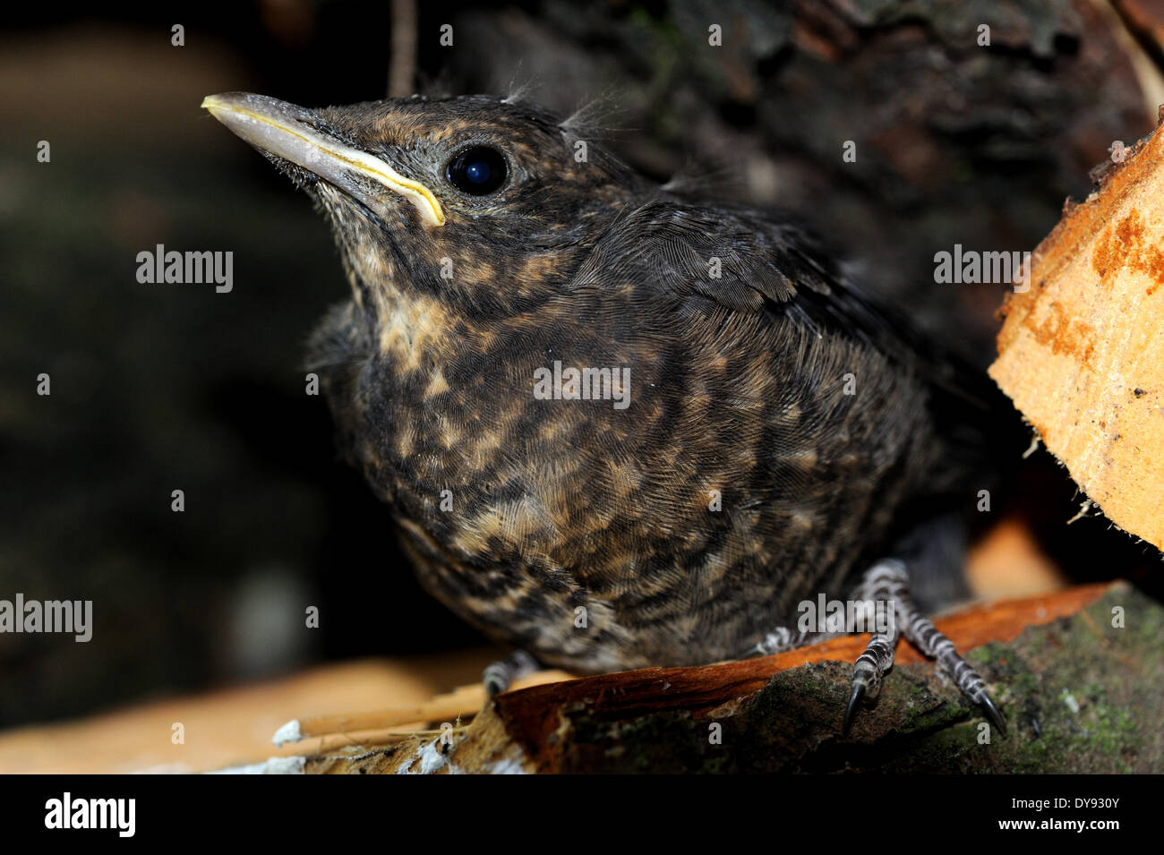 Blackbird Eurasian blackbird bird Turdus merula thrush throstle ...