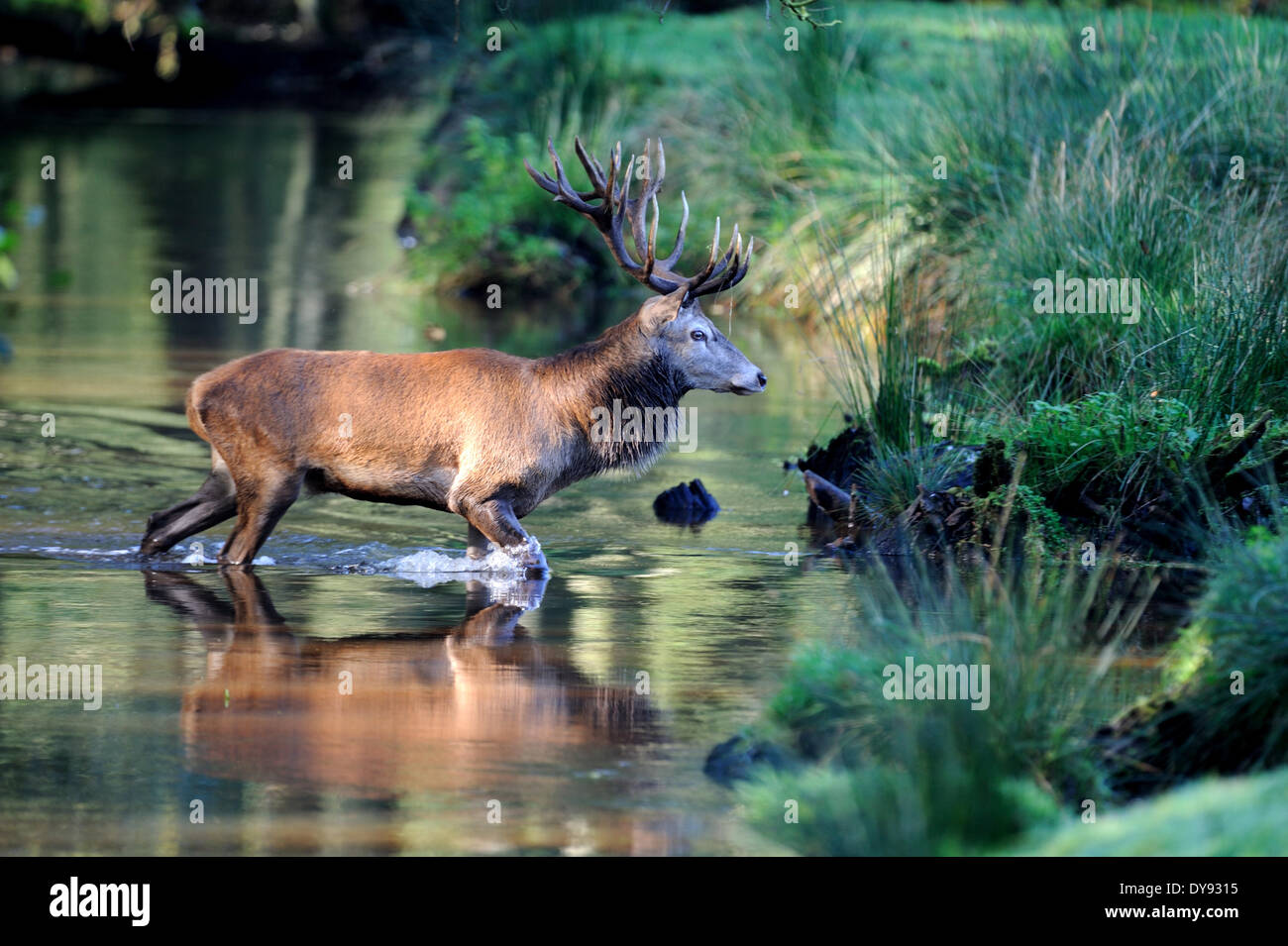 Red deer antlers antler Cervid Cervus elaphus deer stag stags hoofed ...