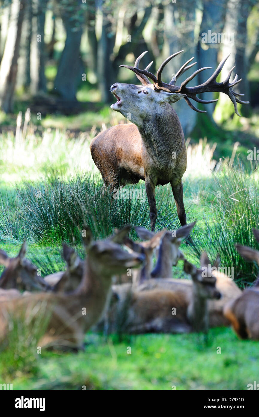 Red deer antlers antler Cervid Cervus elaphus deer stag stags hoofed ...