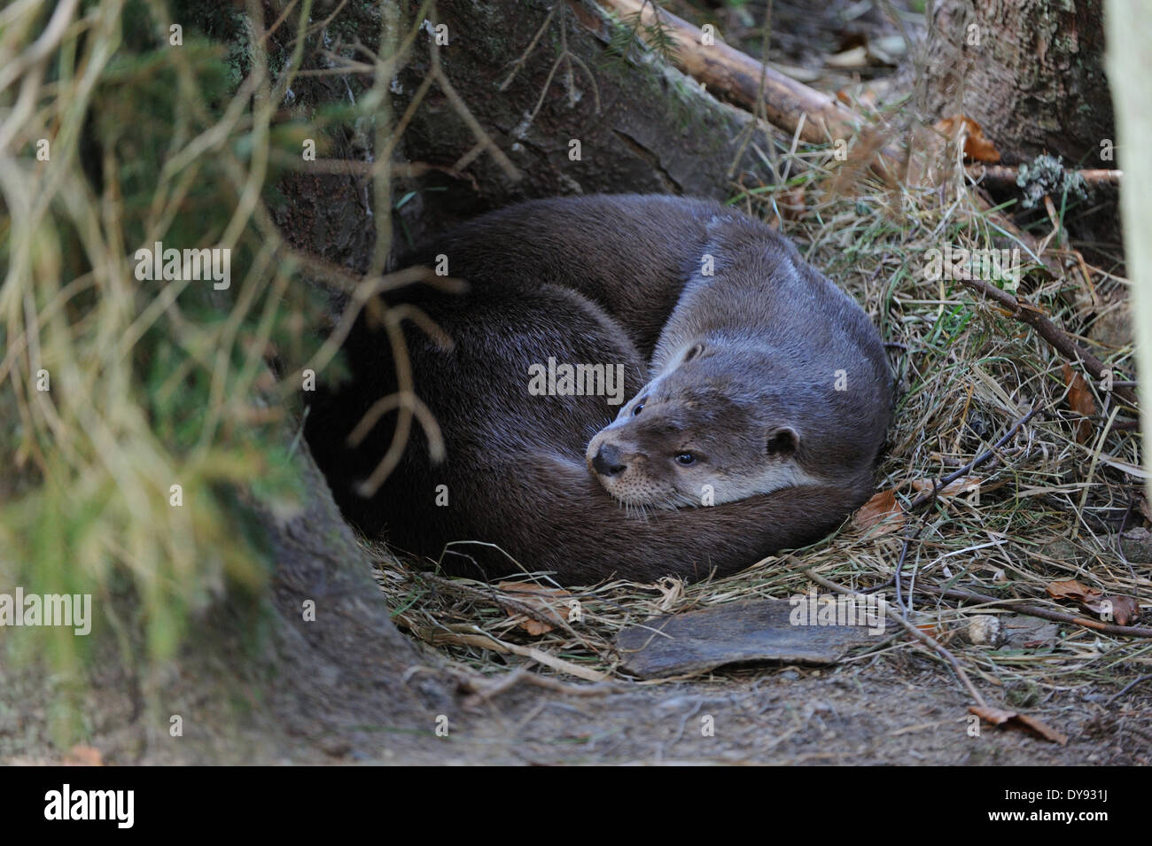 Otter Lutra lutra hairy-nosed otter mustelidae martens predators canids ...