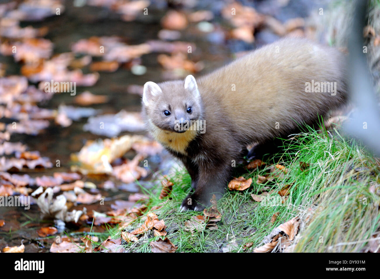 Golden Robin High Resolution Stock Photography and Images - Alamy