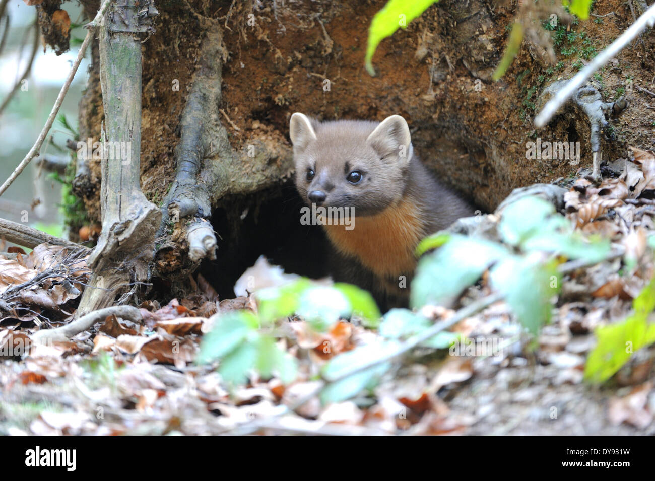 Pine marten sweet marten Martes martes marten golden robin predator ...