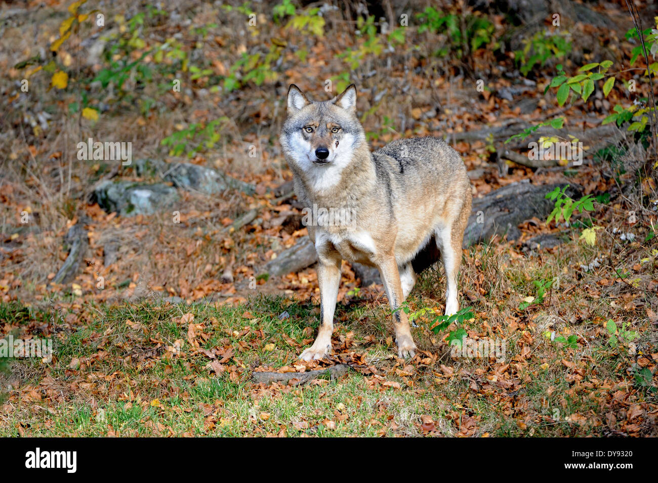 Canis lupus canids European Wolf gray wolf predators wolves predator ...