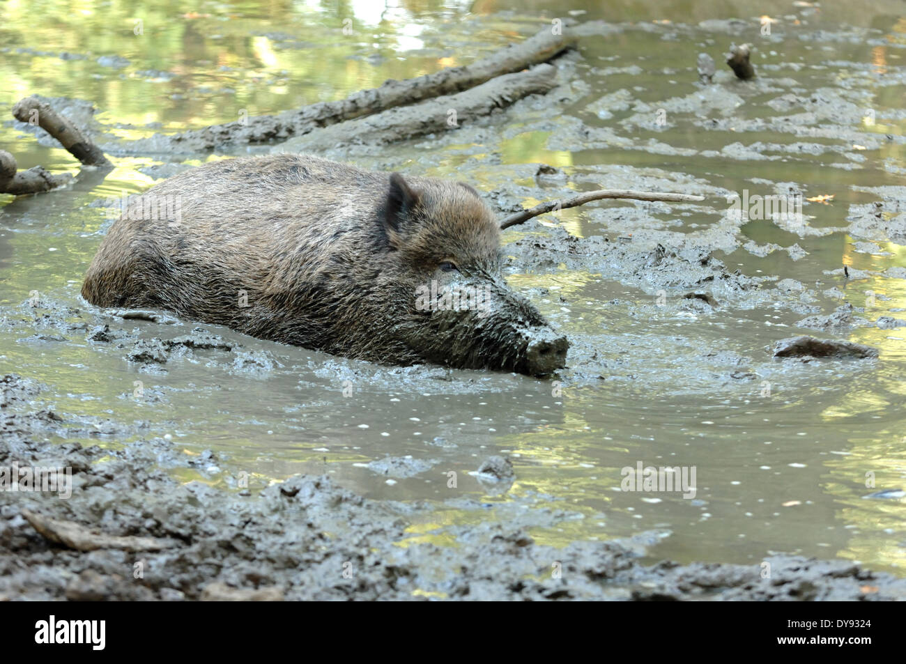 Wild boar Sus scrofa scrofa sow sows wild boars cloven-hoofed animal ...