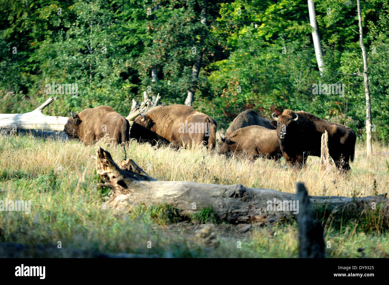 Bison bison bonasus Bovinae cattle buffaloes horns bovine cloven-hoofed ...