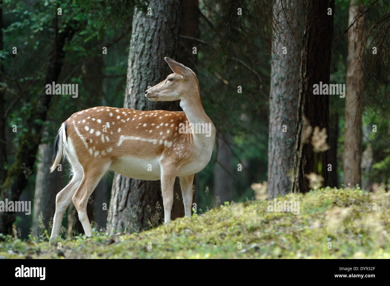 Animal animals hi-res stock photography and images - Alamy
