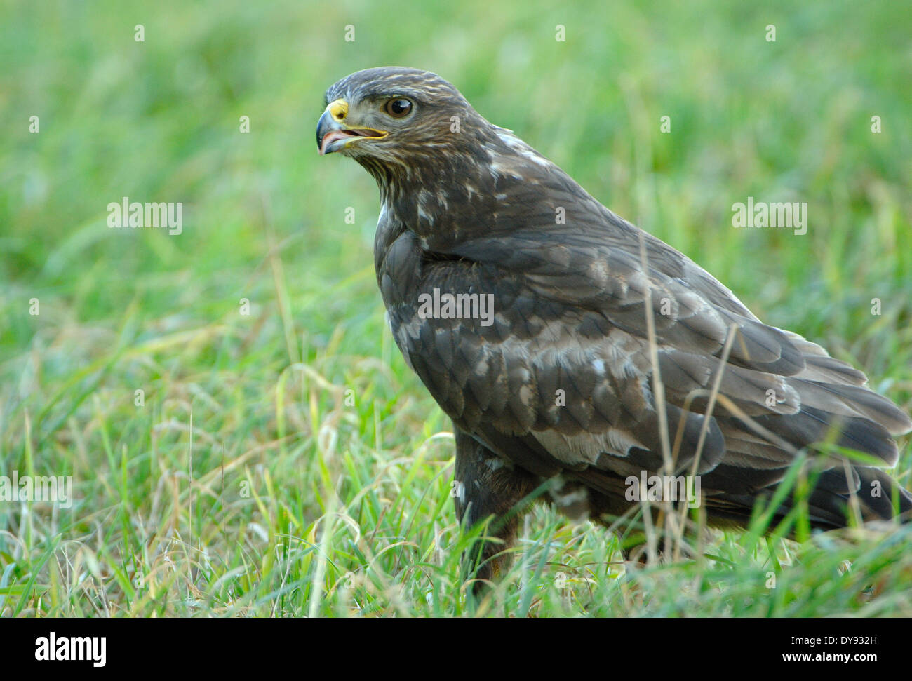 raptor common buzzard buzzard Buteo buteo buzzards common buzzards ...