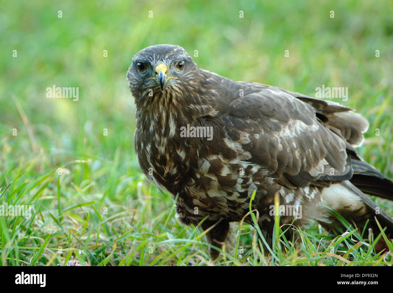 raptor common buzzard buzzard Buteo buteo buzzards common buzzards ...