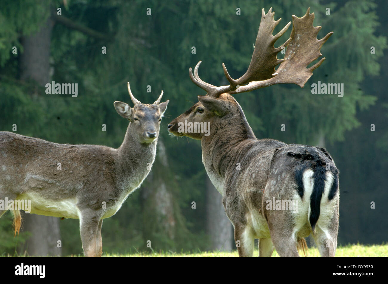 fallow deer, deer, stags, stag, cloven-hoofed animal, antler, Cervid ...