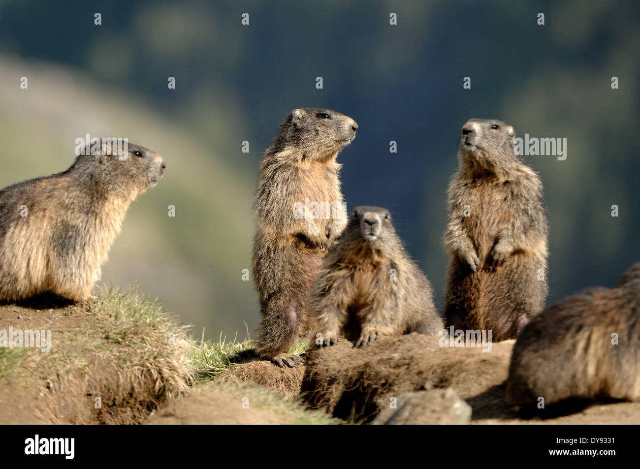 Groundhog rodent Alpine groundhog gopher Mankei Marmota marble ...