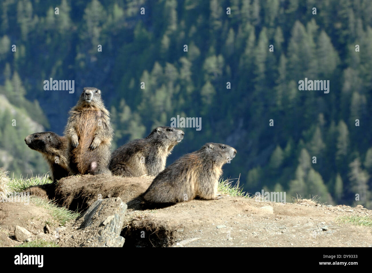 Groundhog rodent Alpine groundhog gopher Mankei Marmota marble ...
