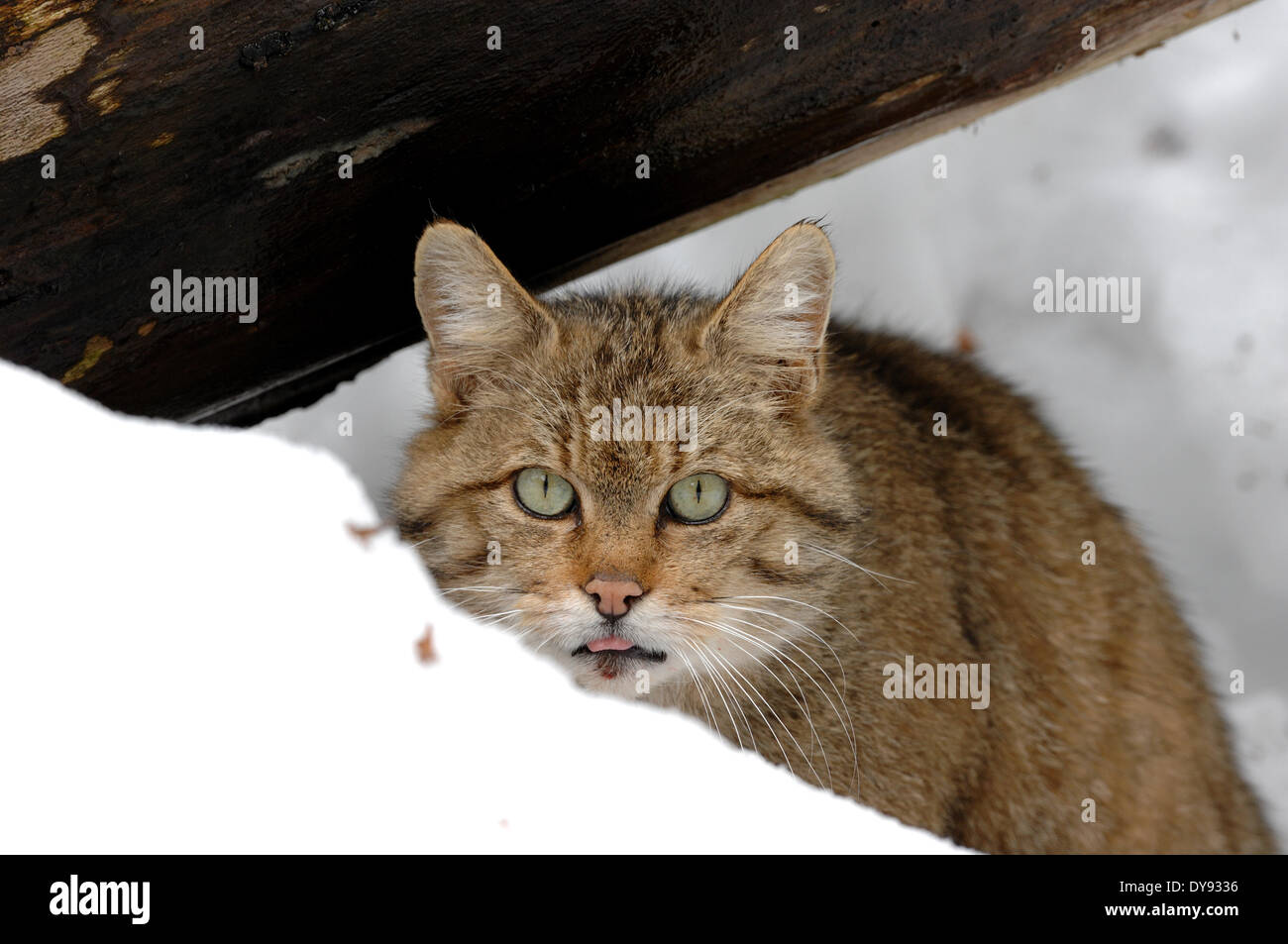 Wildcat predator game predator predators small cats cats cat wild cats ...