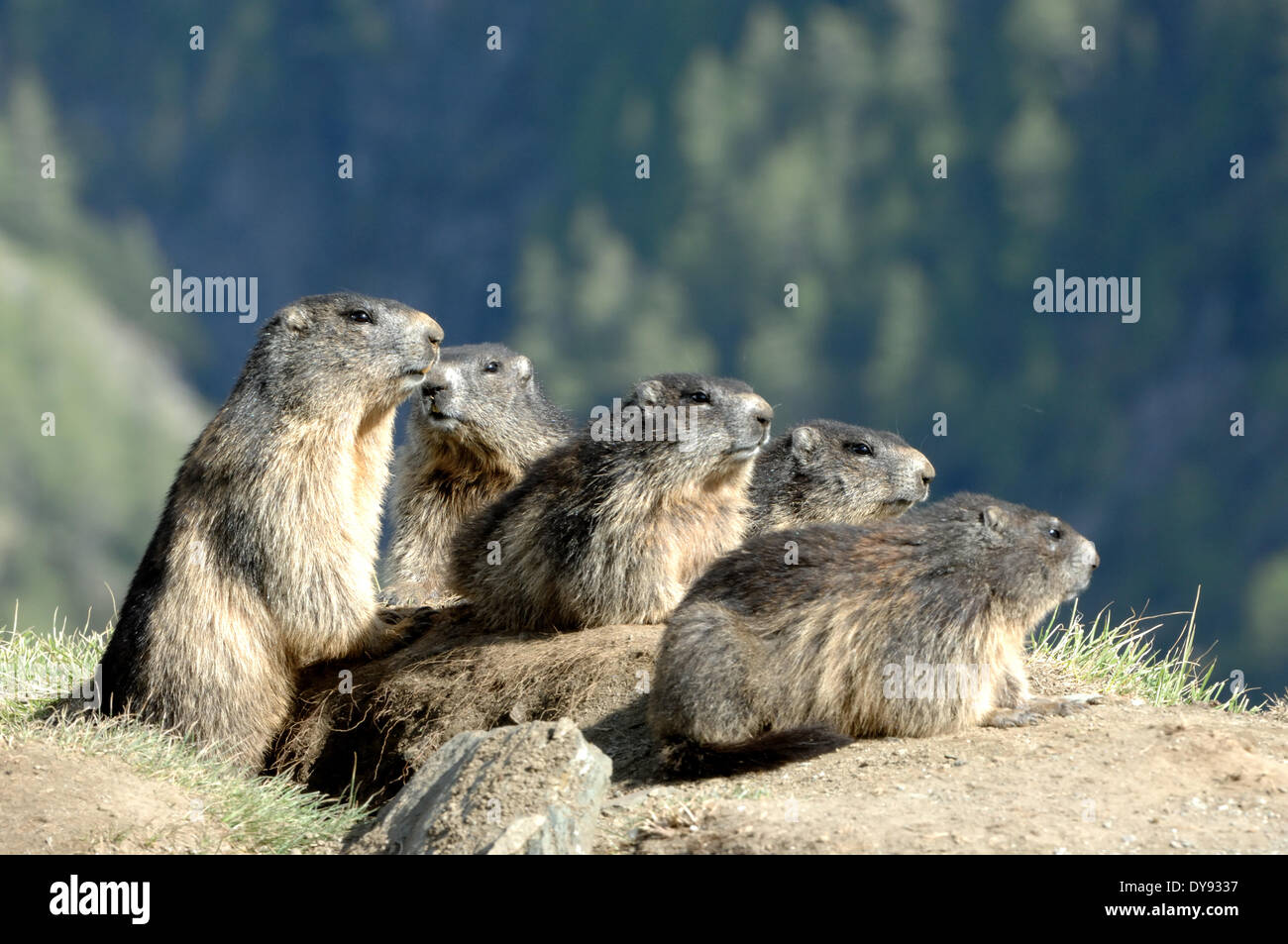 Groundhog rodent Alpine groundhog gopher Mankei Marmota marble ...