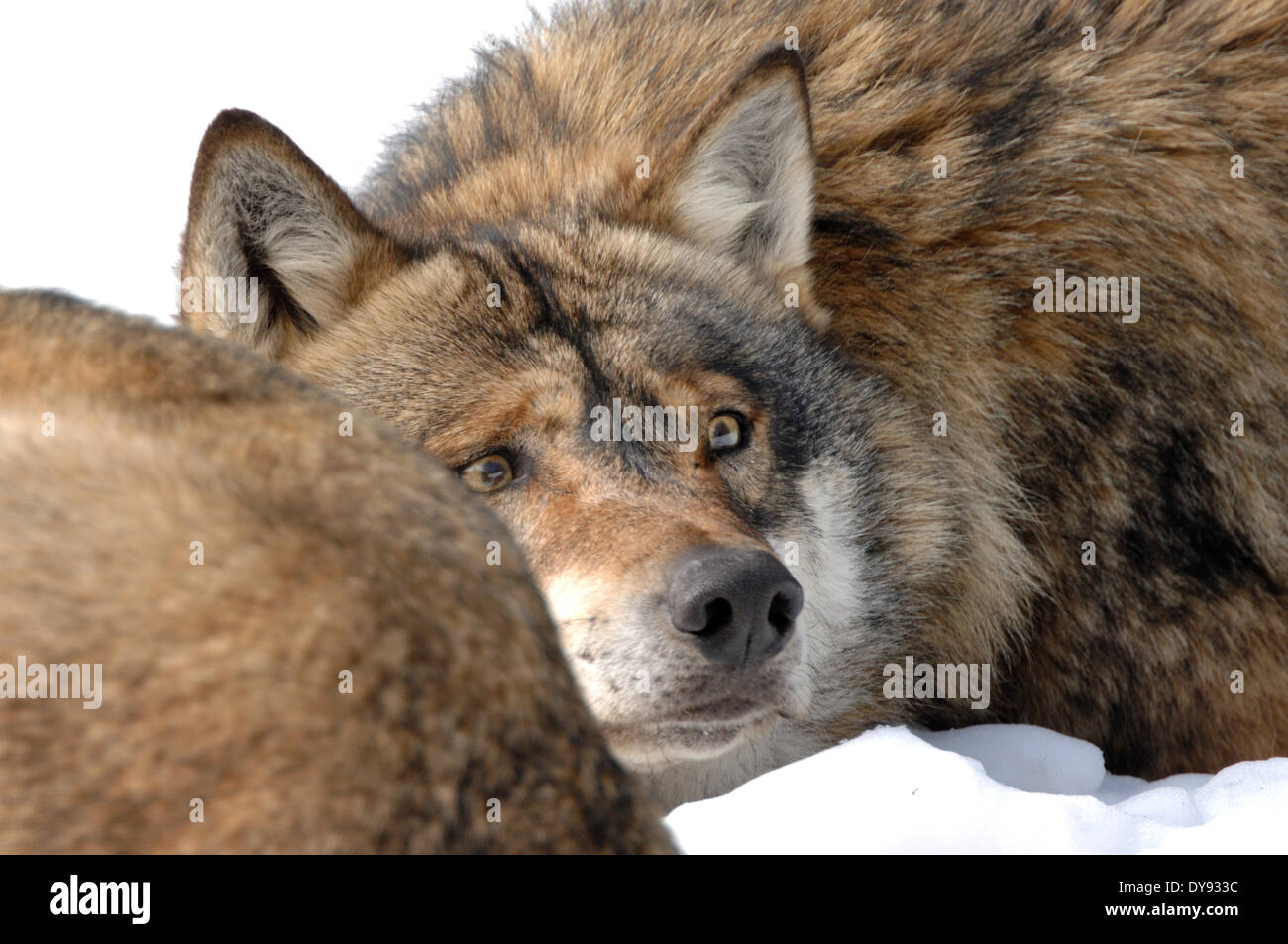 Canis lupus canids European Wolf gray wolf predators wolves predator ...
