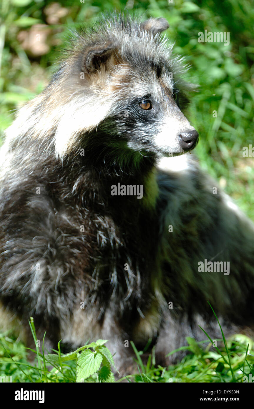 raccoon dog Enok Nyctereutes procyonoides canids predators spring ...