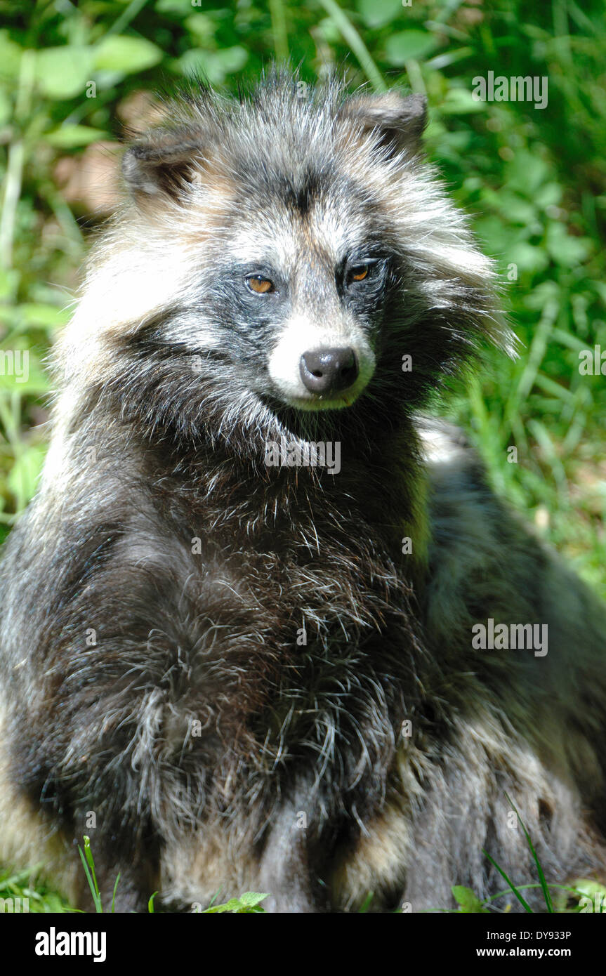 raccoon dog Enok Nyctereutes procyonoides canids predators spring ...