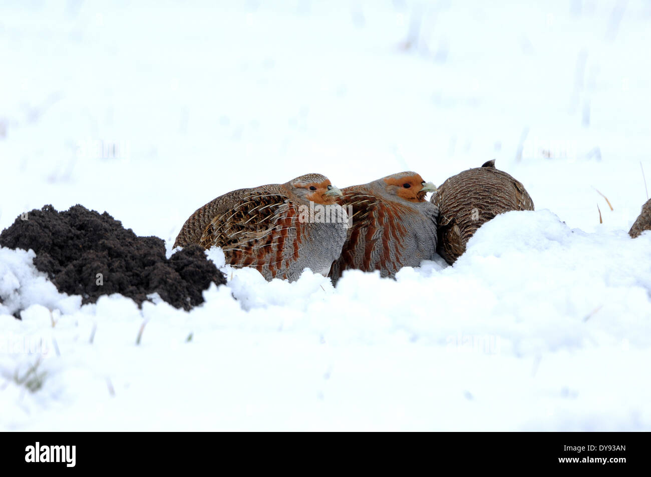 Partridge Perdix perdix gallinaceous bird wild chickens bird ...