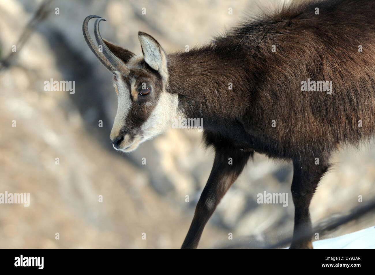 Chamois, mountain goat, chamoises, Rupicapra, winter chamois, black ...