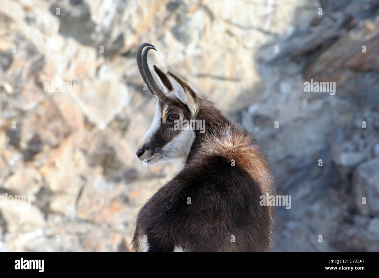 Coat of animals hi-res stock photography and images - Alamy