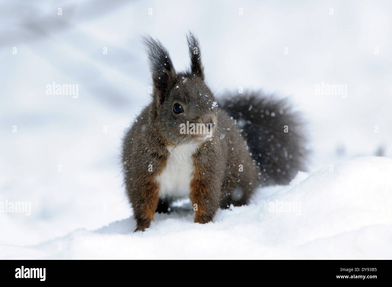 European squirrel, Sciurus vulgaris, squirrel, Bavarian squirrel ...
