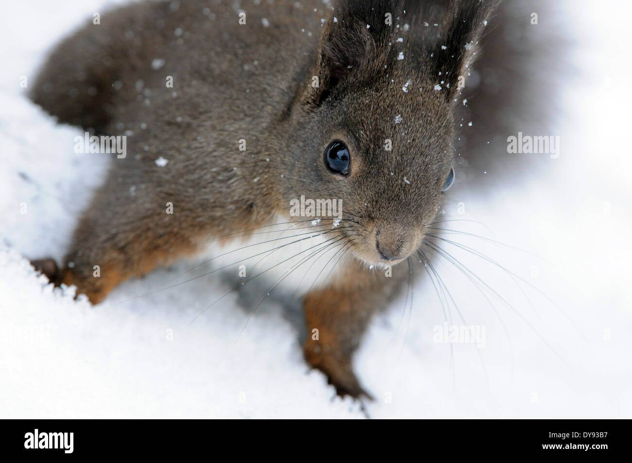 Bavarian Squirrel Stock Photos & Bavarian Squirrel Stock Images - Alamy