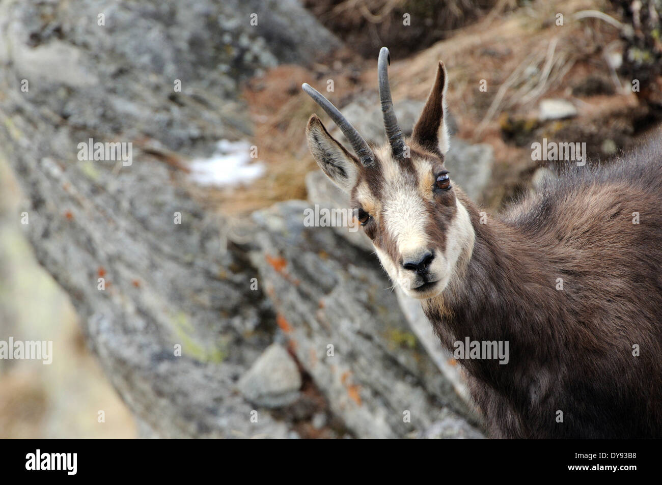 Chamois mountain goat chamoises rupicapra hi-res stock photography and ...