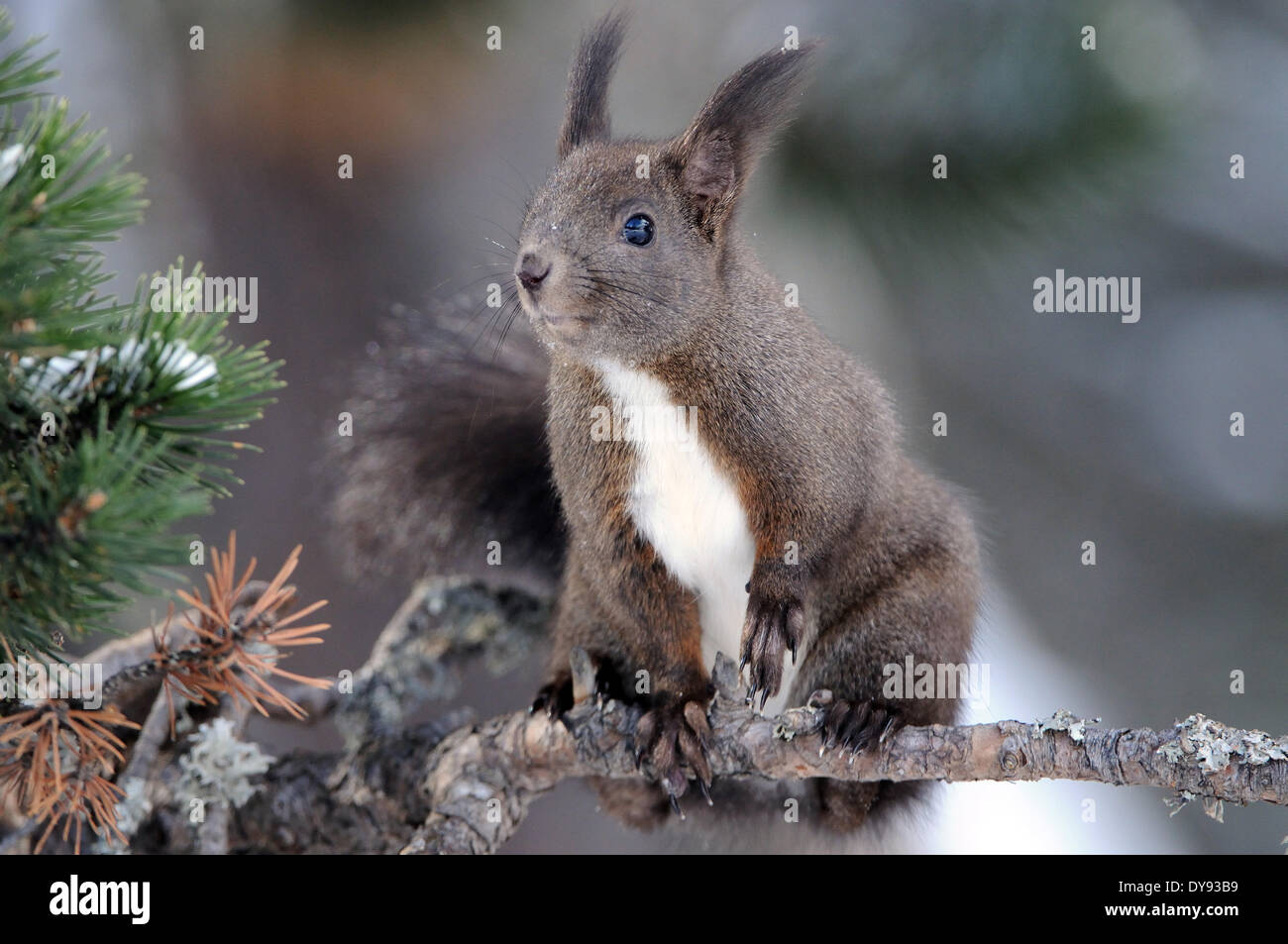 European squirrel, Sciurus vulgaris, squirrel, Bavarian squirrel ...