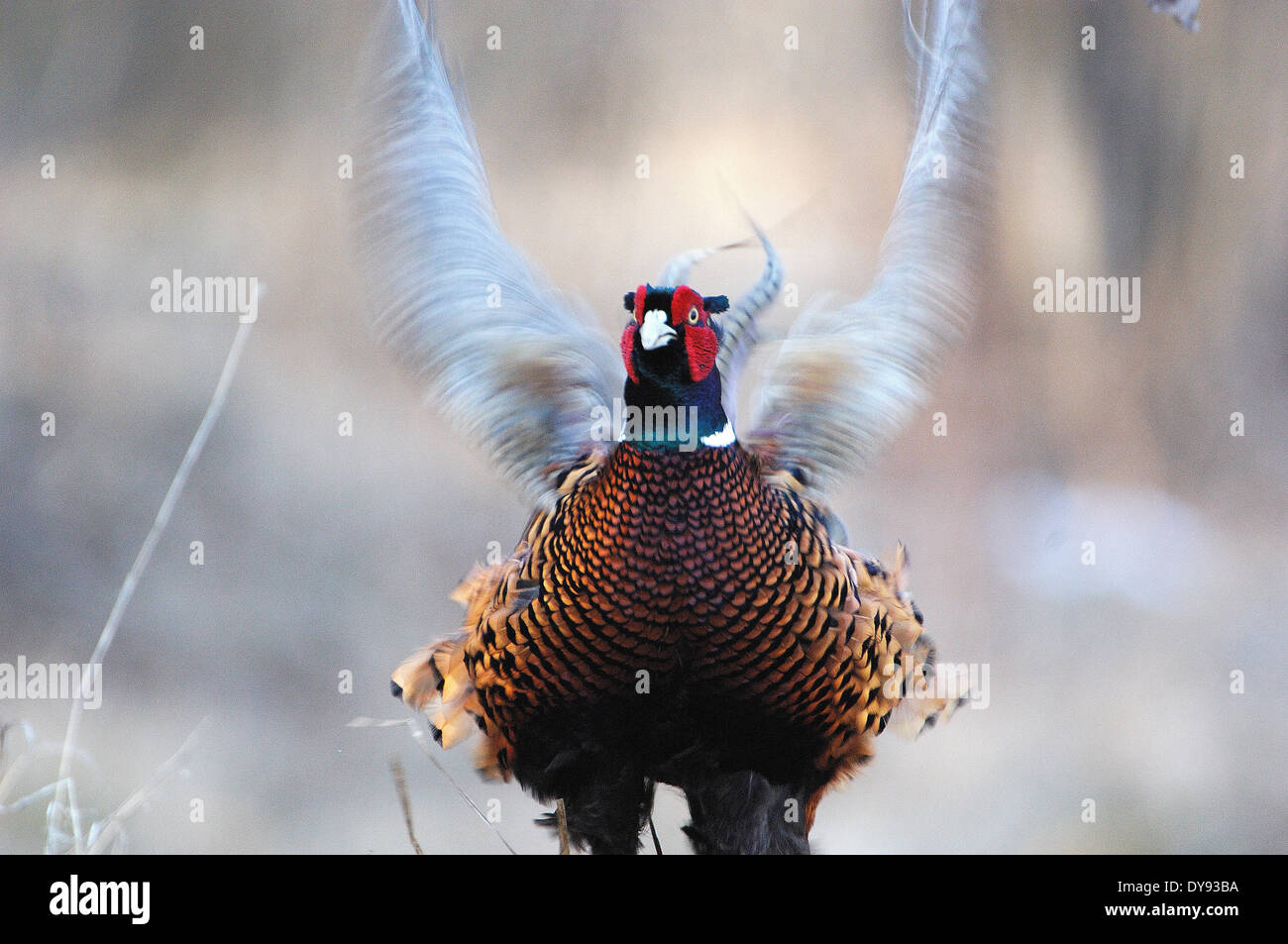 Pheasant common pheasant gallinaceous birds Phasianus colchicus ...