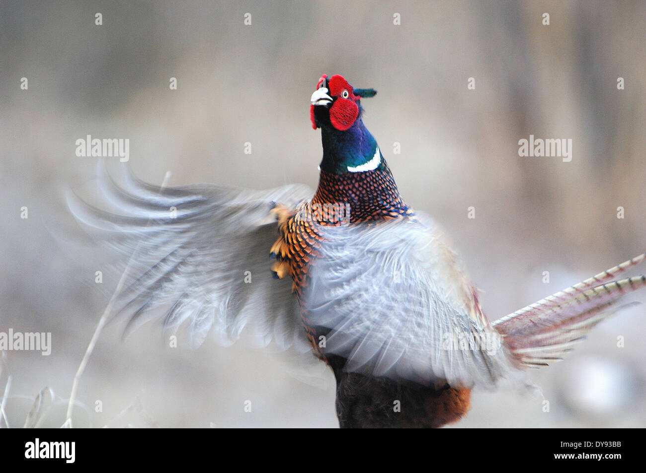 Pheasant common pheasant gallinaceous birds Phasianus colchicus ...