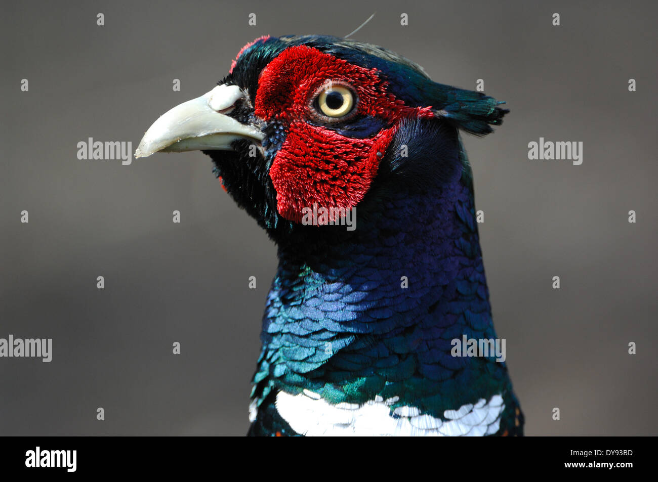 Pheasant common pheasant gallinaceous birds Phasianus colchicus ...