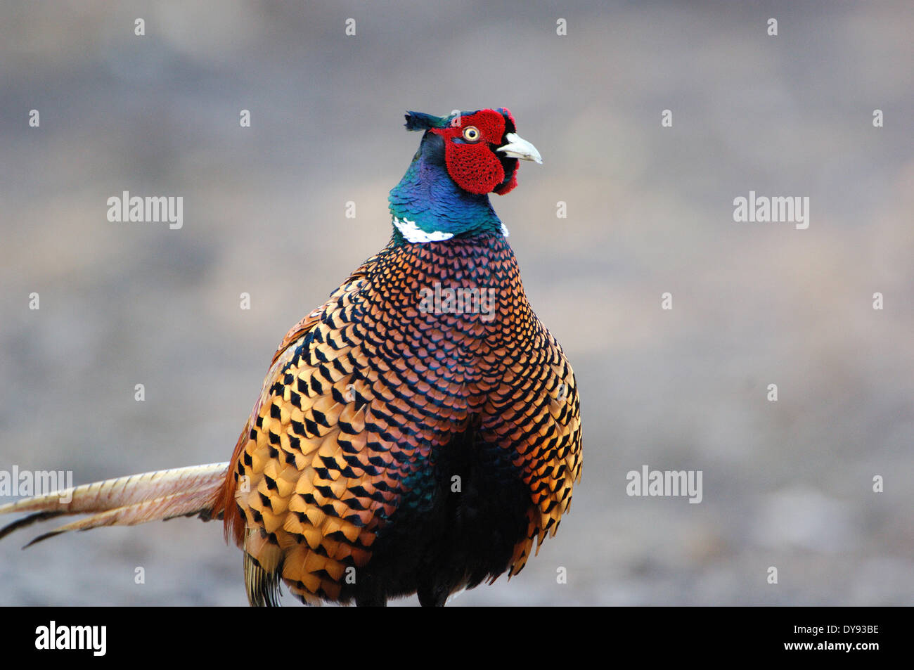 Pheasant common pheasant gallinaceous birds Phasianus colchicus ...