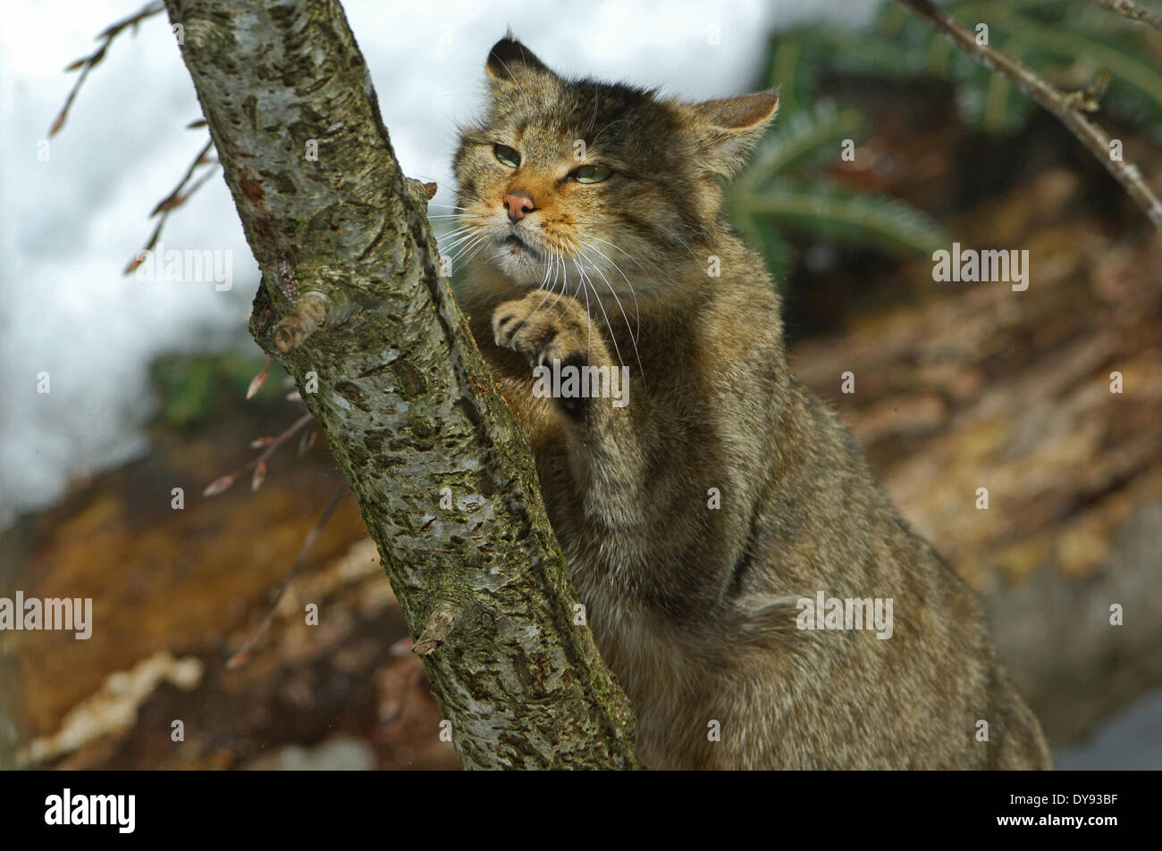 Wildcat predator game predator predators small cats cats cat wild cats ...