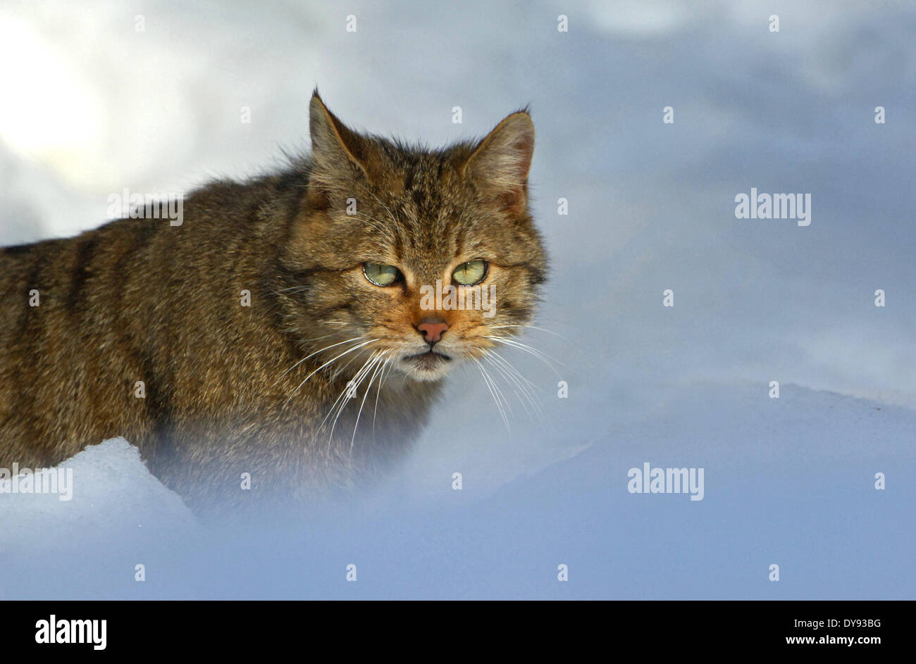 Wildcat predator game predator predators small cats cats cat wild cats ...