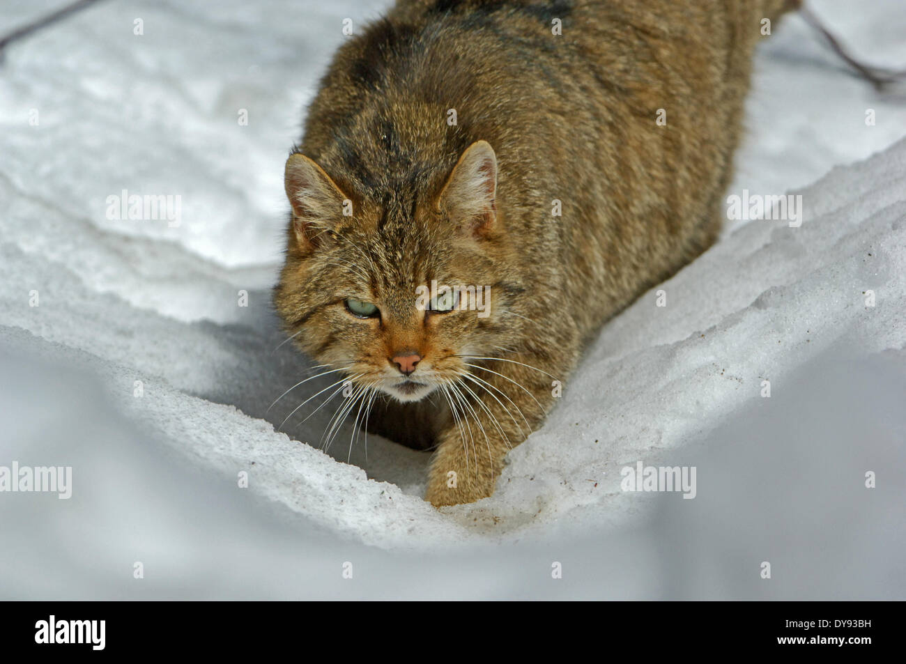 Wildcat predator game predator predators small cats cats cat wild cats ...