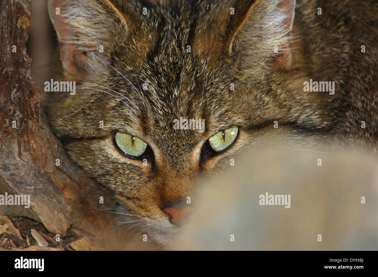 Wildcat predator game predator predators small cats cats cat wild cats ...