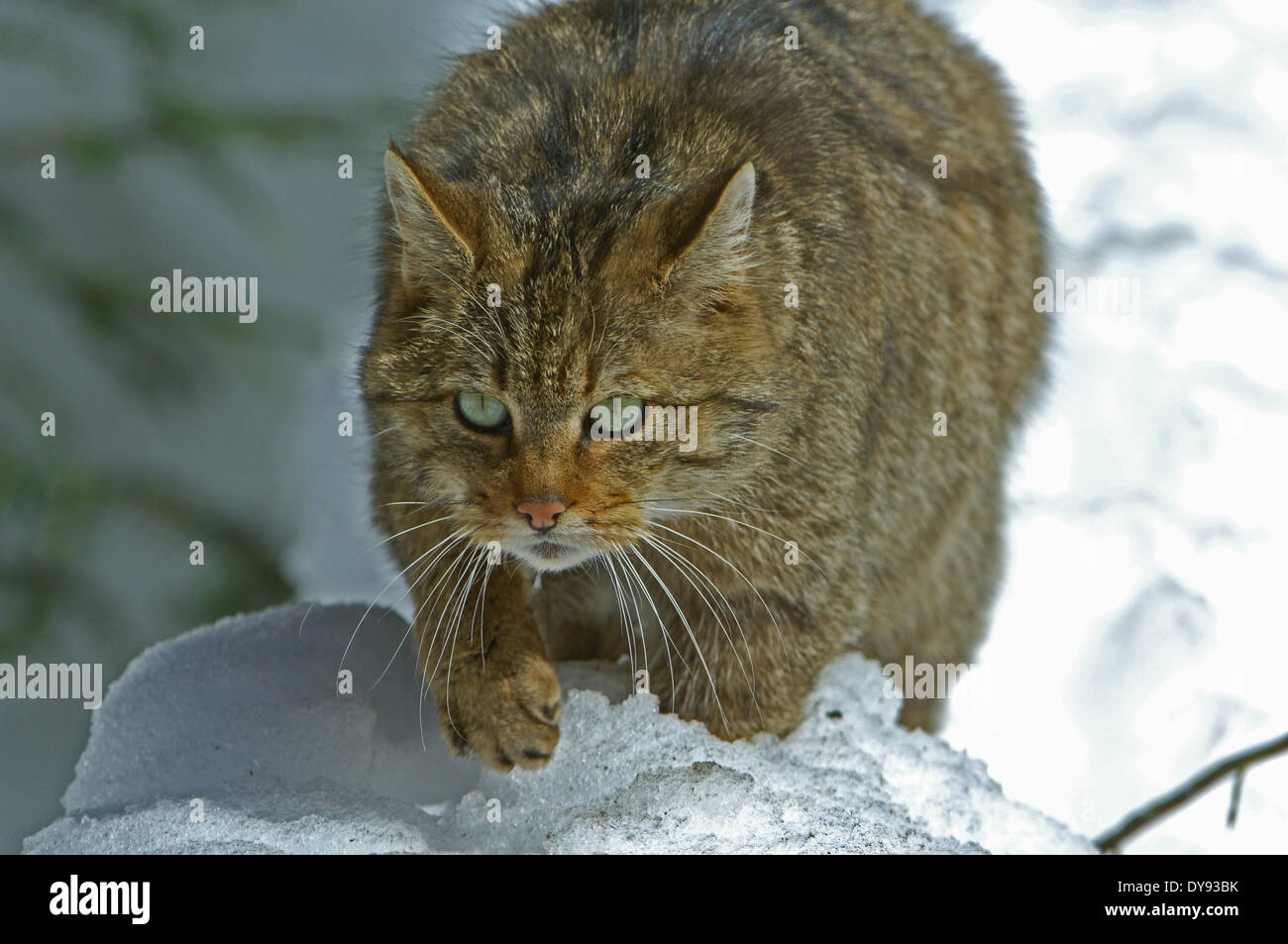 Wildcat predator game predator predators small cats cats cat wild cats ...
