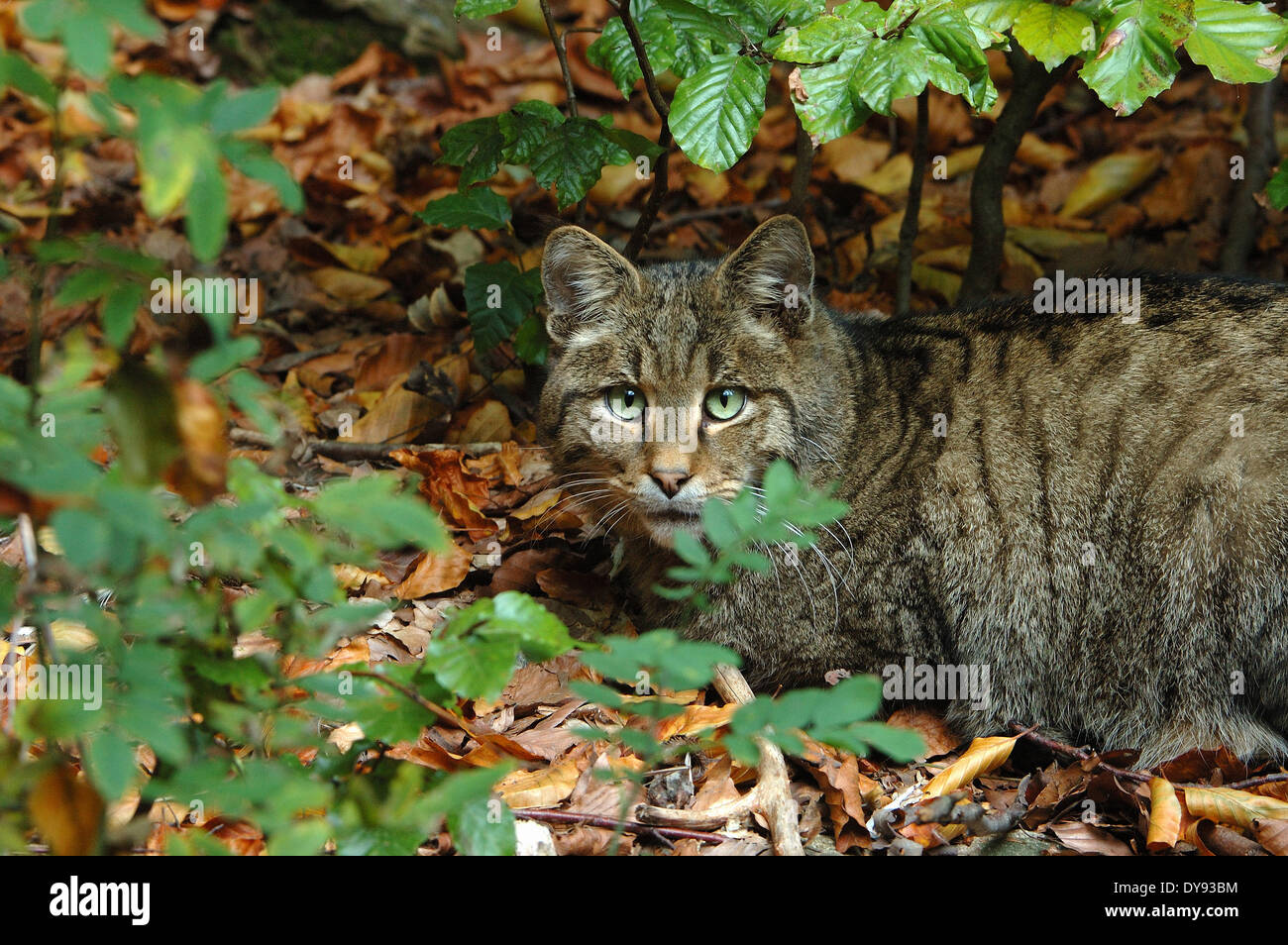Wildcat predator game predator predators small cats cats cat wild cats ...