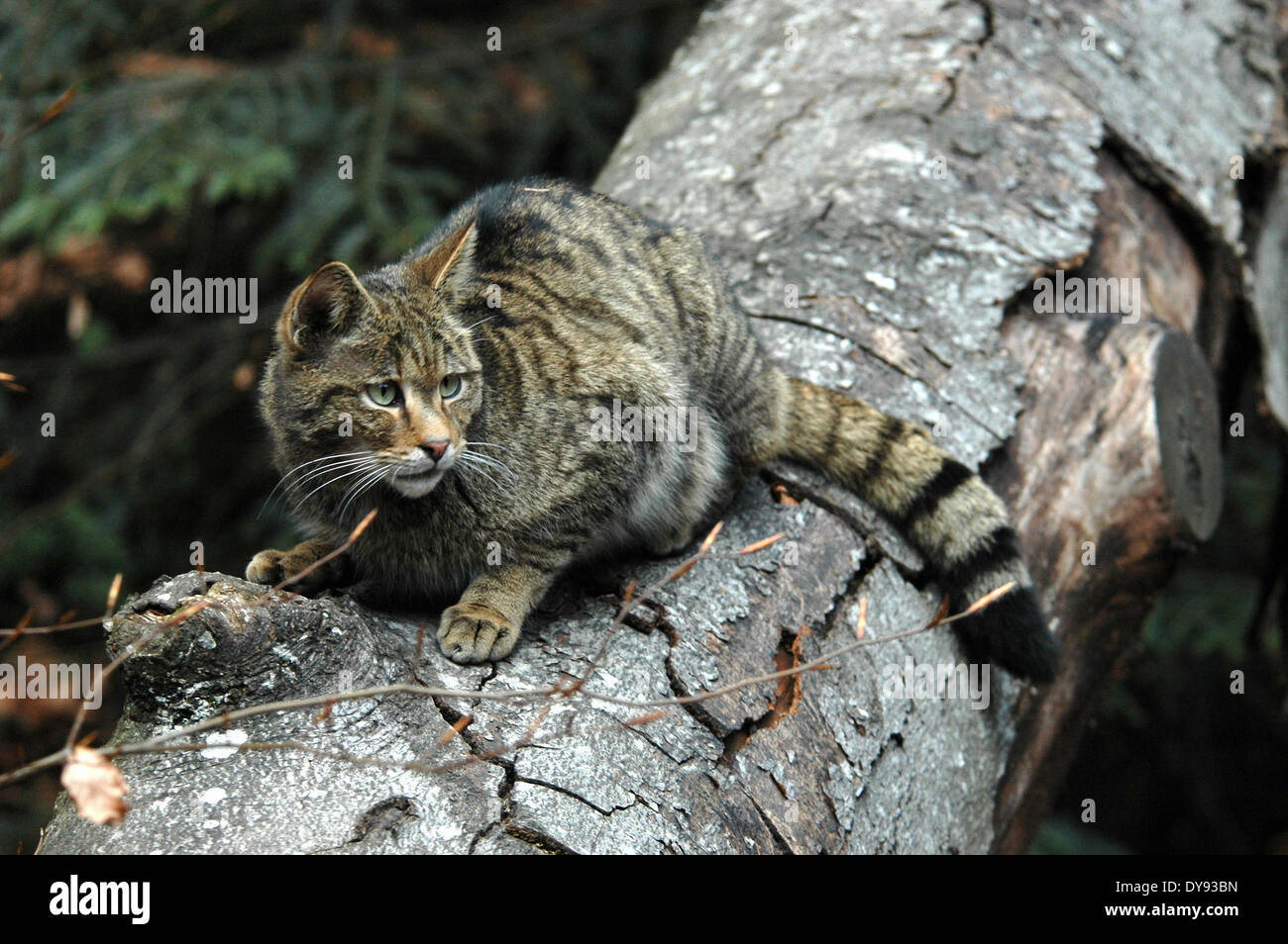 Wildcat predator game predator predators small cats cats cat wild cats ...