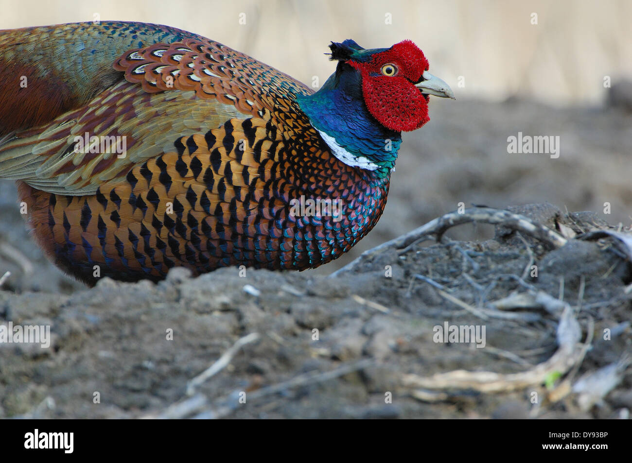 Pheasant common pheasant gallinaceous birds Phasianus colchicus ...