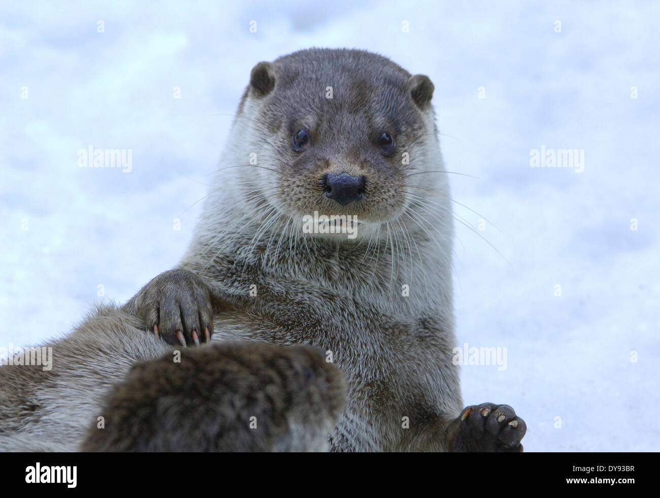 Otter Lutra lutra hairy-nosed otter mustelidae martens predators canids ...