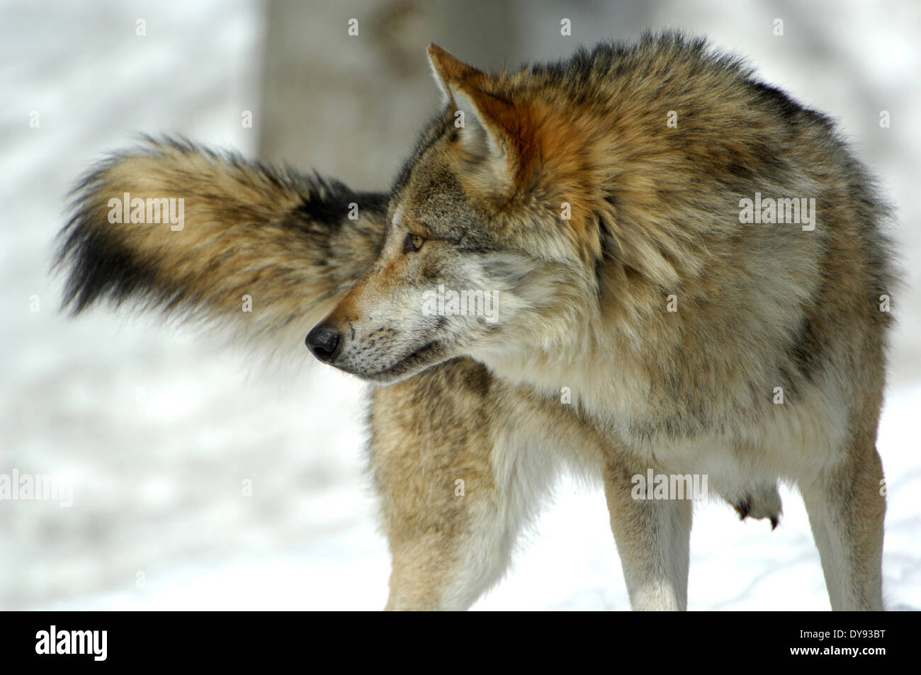 Canis lupus, canids, European Wolf, gray wolf, predators, wolves ...