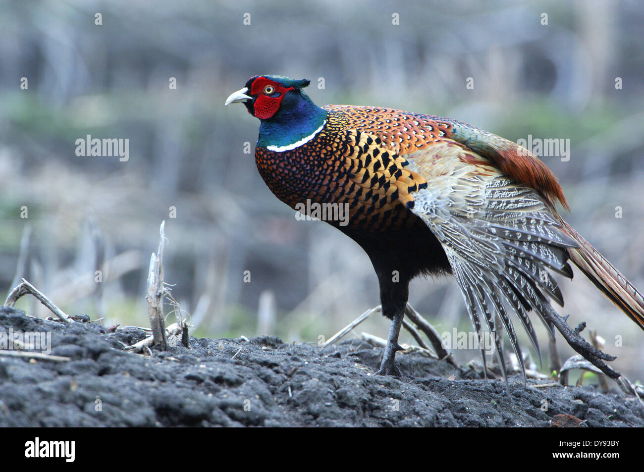 Pheasant common pheasant gallinaceous birds Phasianus colchicus ...