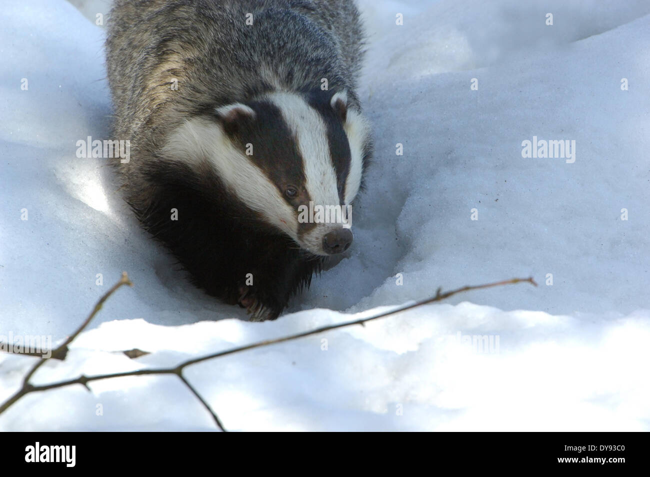 Badger, Meles meles, winter, snow, great marten, mustelidae, predator ...