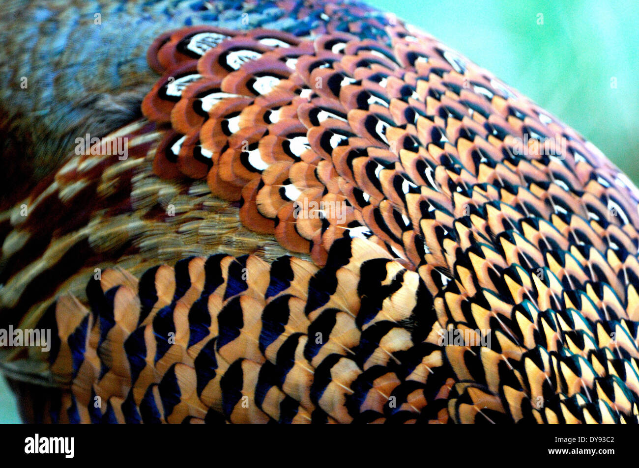 Pheasant common pheasant gallinaceous birds Phasianus colchicus ...
