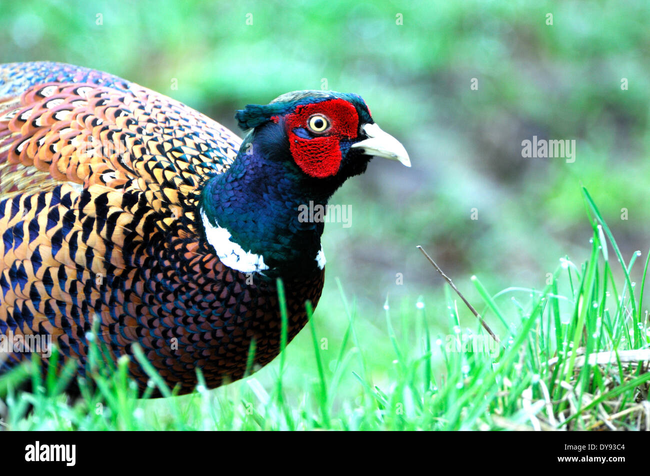 Pheasant common pheasant gallinaceous birds Phasianus colchicus ...